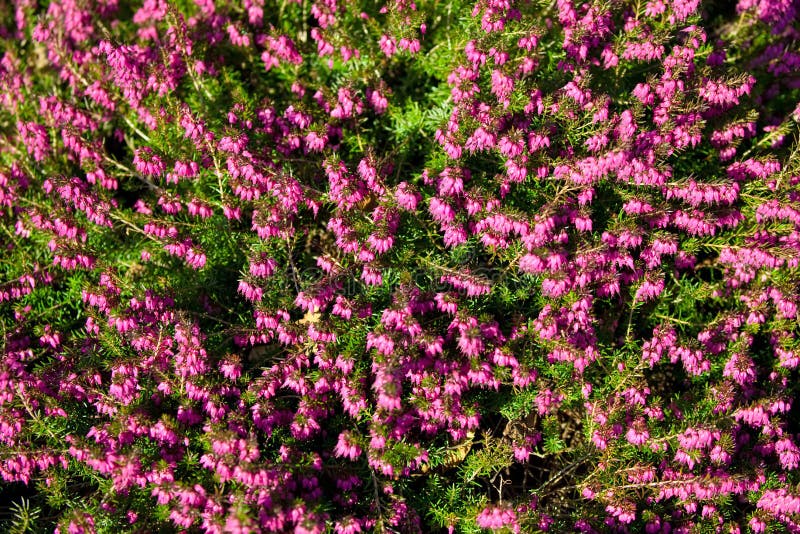 Urze imagem de stock. Imagem de caminhada, urze, paisagem - 16748367