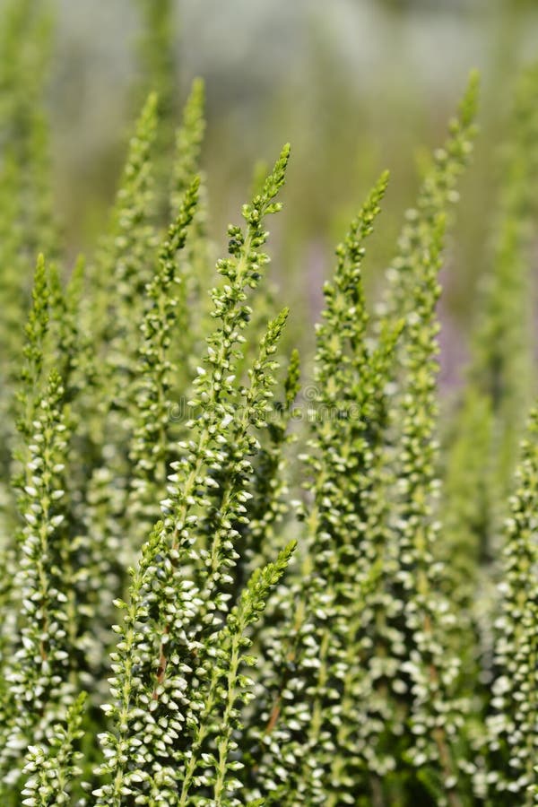 Urze comum imagem de stock. Imagem de botânica, flor - 196840387