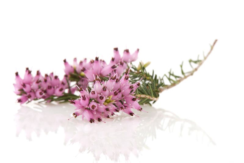 Urze foto de stock. Imagem de ornamental, heath, planta - 6562614