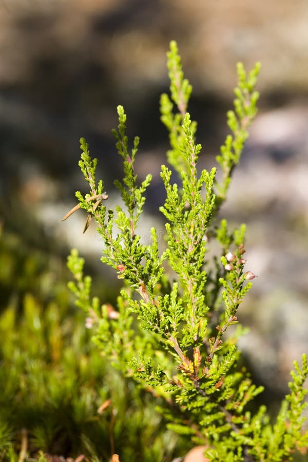 Urze verde foto de stock. Imagem de botânica, flora, naughty - 3002292