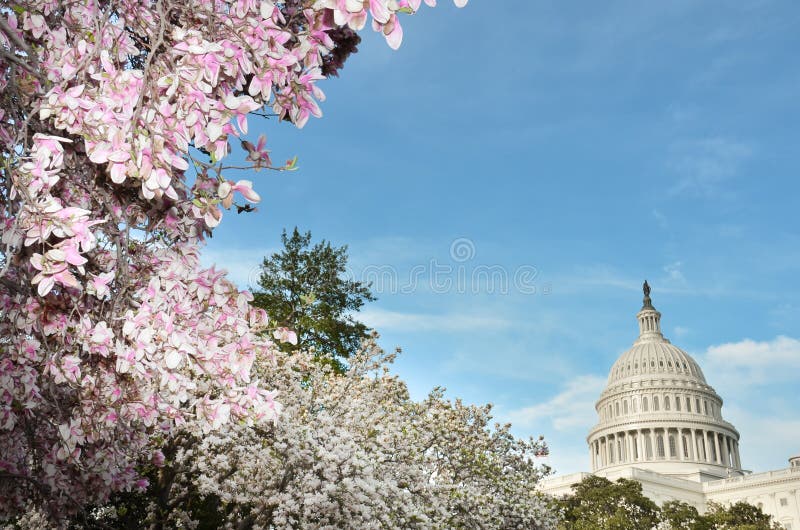 US Capitol Building in Spring, Washington DC, USA Stock Photo - Image ...