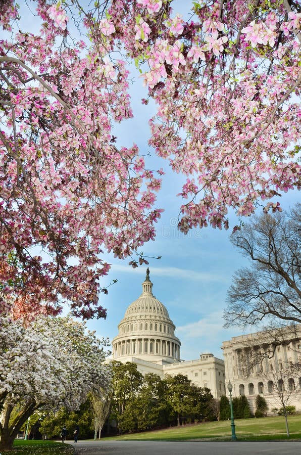 US Capitol Building in Washington DC USA in Spring Stock Image - Image ...