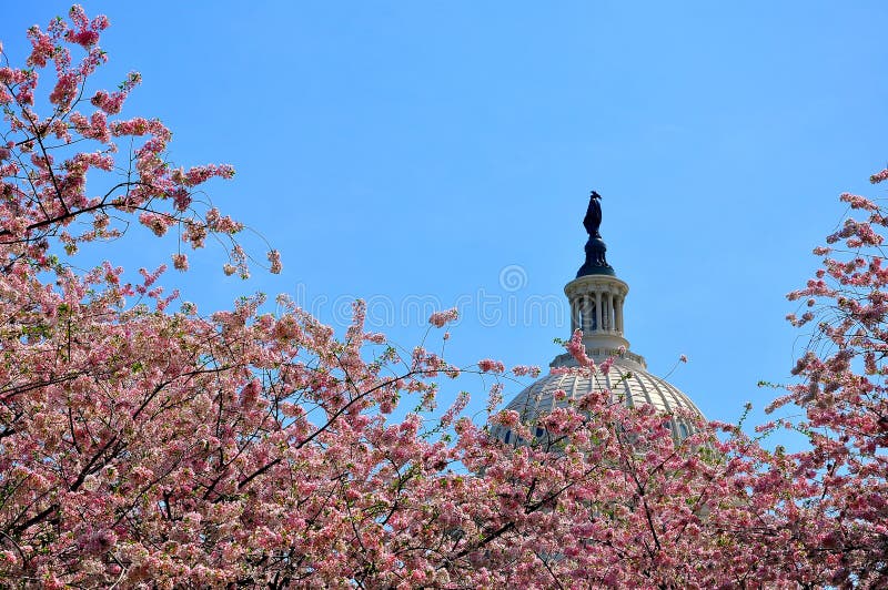 US Capitol Hill in Cherry Bloom Stock Image - Image of close, famous ...
