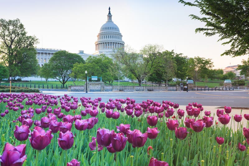Tulips in Washington DC stock image. Image of congress - 24285615