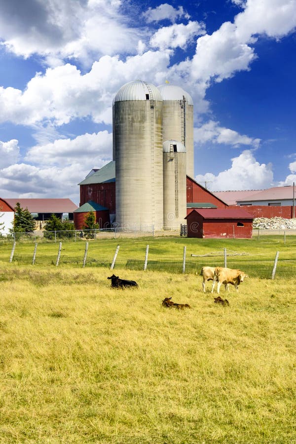 US Dairy and Beef farm editorial image. Image of beef - 221673220