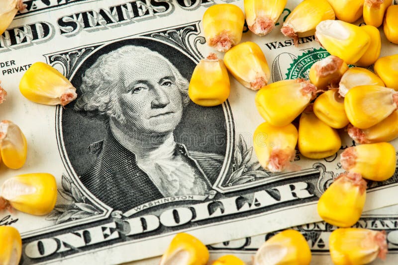 Corn on US One Dollar Banknotes. Corn Dollar Stock Photo - Image of ...