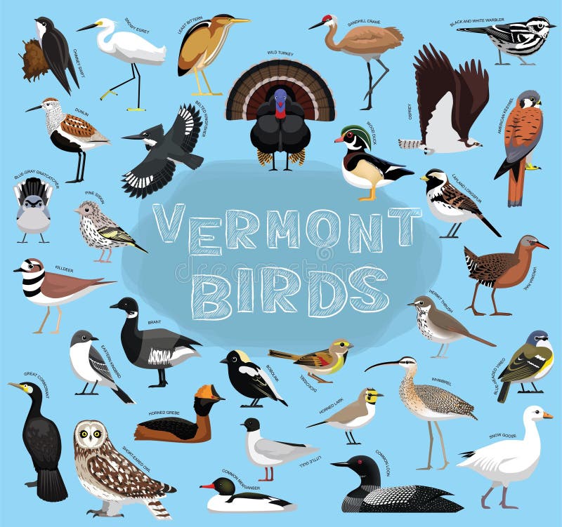 State Birds Vermont Set Vector Illustration Stock Vector - Illustration ...