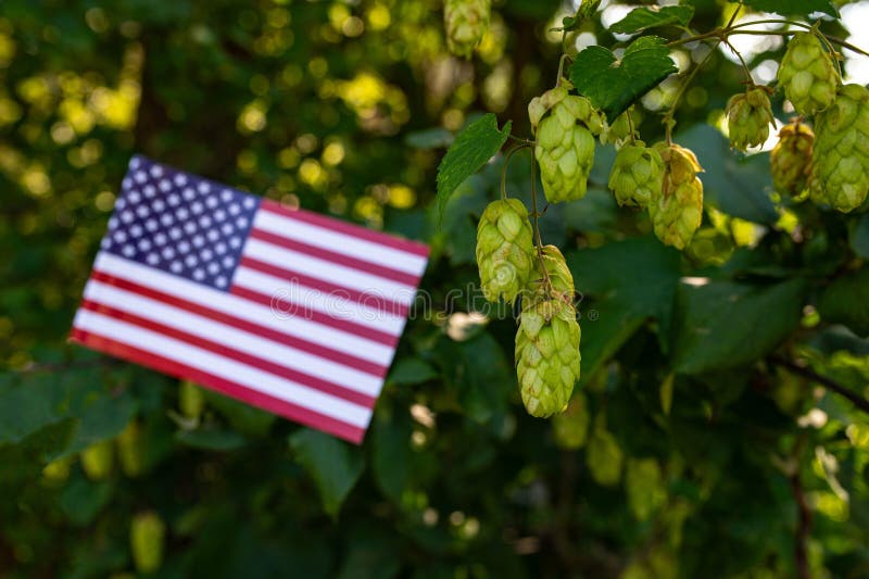 USA Hops. Brewing Beer Ingredient. Stock Image - Image of brewing ...