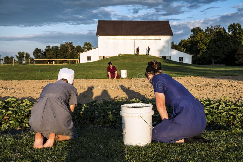 Amische Frau, Die Auf Dem Grasartigen Gebiet Mit Nachmittagssonnenlicht ...