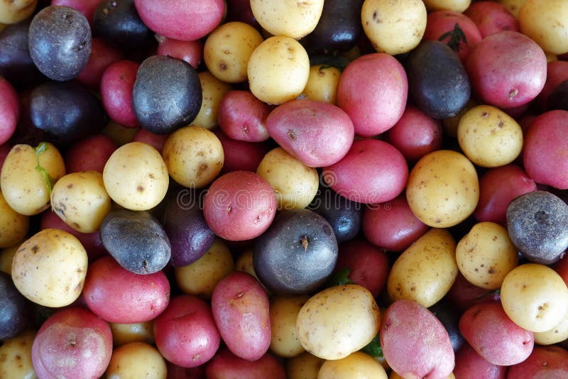 Close-up of Red, Yellow and Black Potatoes Stock Image - Image of ...