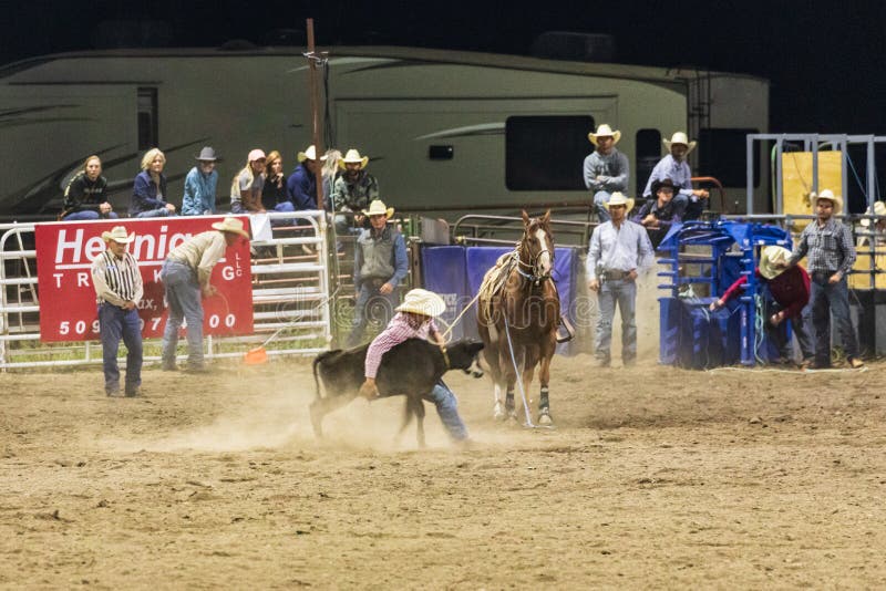 Calf Roping At A Country Fair Rodeo Editorial Photography Image Of