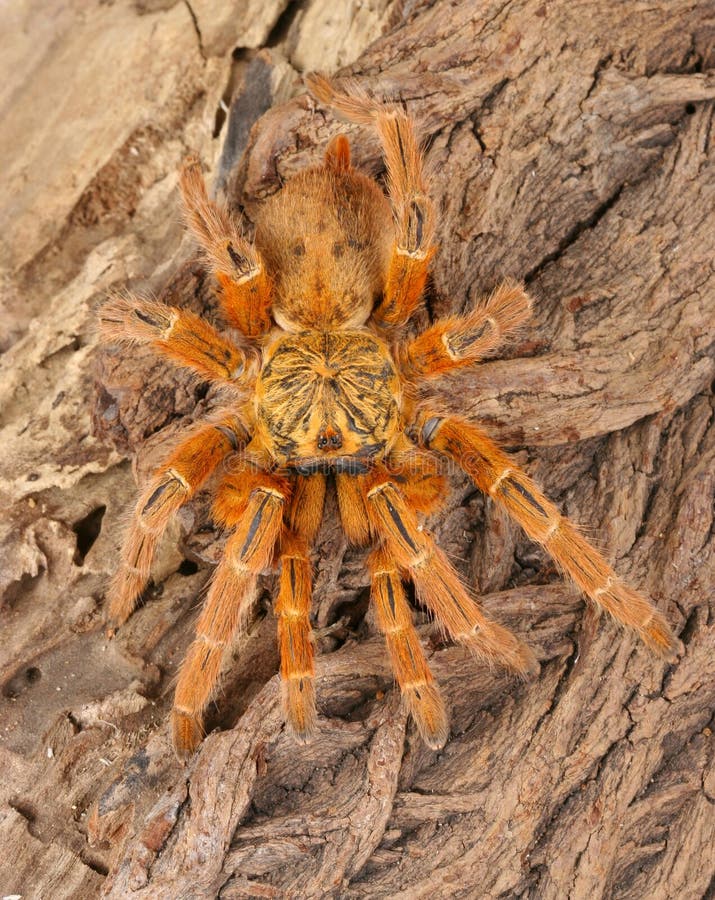 Usambara Orange Baboon Tarantula Stock Image - Image of creepy, spider ...