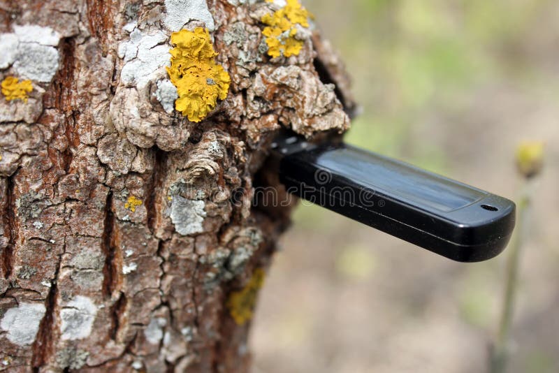 Usb stick on the tree stock photo. Image of tree, park - 179861648