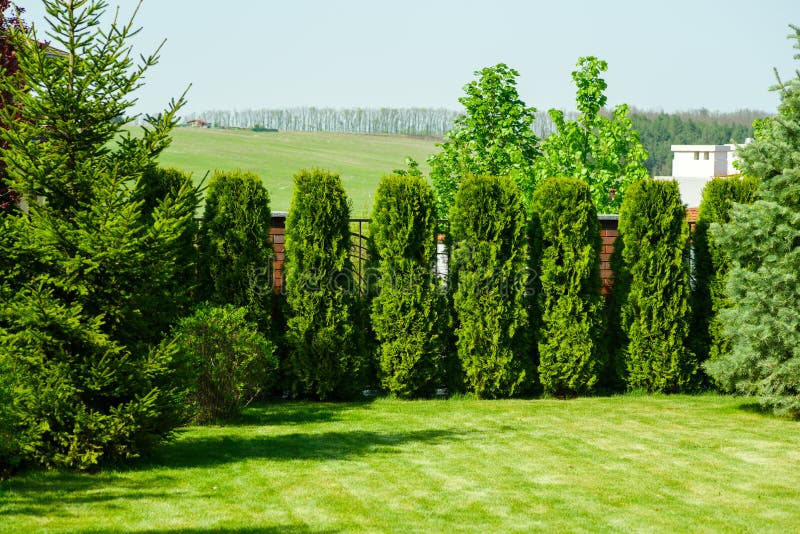 Use of Bushes To Create a Green Fence in the Landscape Stock Photo ...