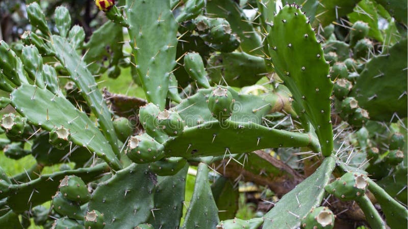 The Use of Cactus in Urban Landscape Design. Stock Photo - Image of ...