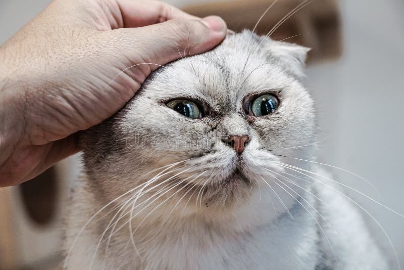 Use the Hand Stroking the Exotic Shorthair Cat Ear and Make the Happy ...