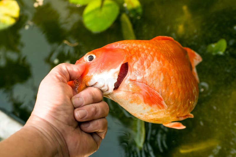 Dead Goldfish Bowl stock photo. Image of death, white - 3815118