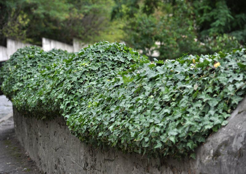 Use ivy for landscaping_5 stock photo. Image of design - 76668800