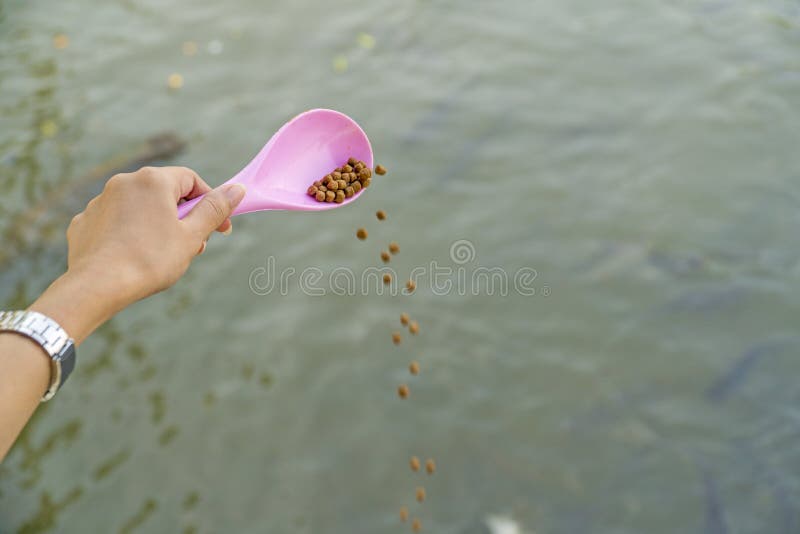 Use a Pink Spoon To Feed the Fish. Stock Image - Image of fish, health ...