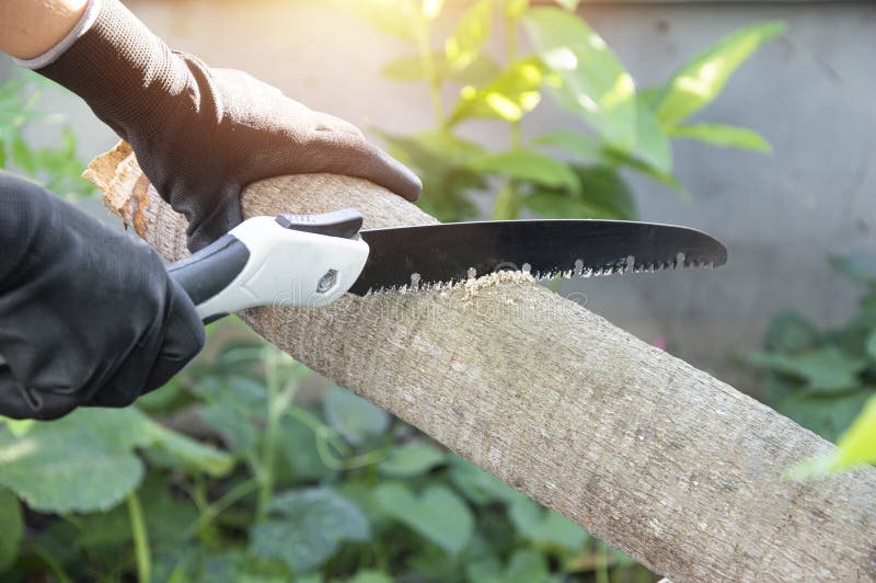 Use the Saw for Cutting Trees, Gardening, and Pruning Stock Photo ...