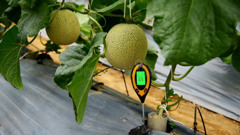 Use Soil PH Meter for Check the PH Value Stock Footage - Video of ...