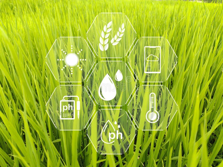 Use Technology To Check the Yield of Rice Fields. Farmers Use ...