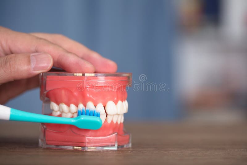 Use Toothbrushes and Tooth Models To Demonstrate the Correct Way To ... Use Toothbrushes and Tooth Models To Demonstrate the Correct Way To ...