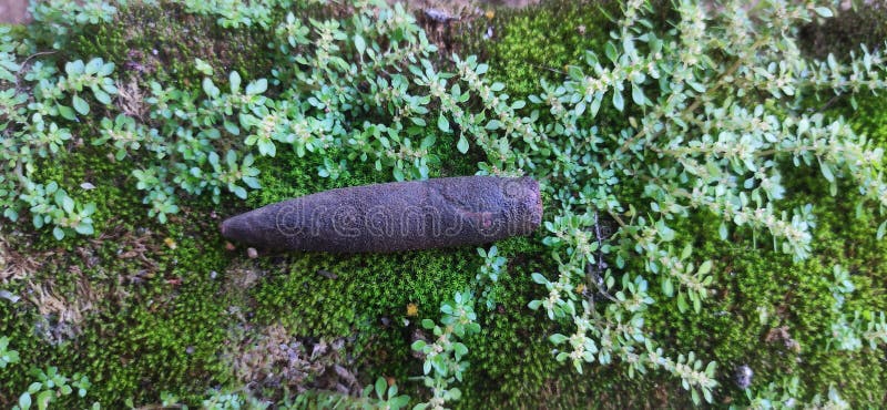 Used Bullets 1 Point, Rust Bullets, Used War Bullets Stock Photo ...