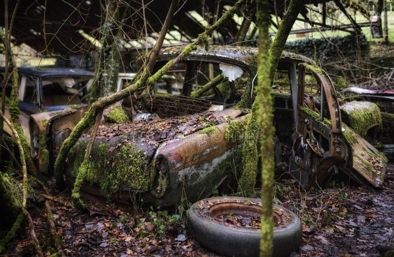 Used car lost stock photo. Image of autumn, plant, tree - 209522754