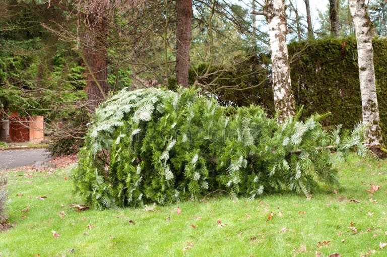 3,040 Christmas Tree Recycling Graeagle Stock Photos - Free & Royalty ...