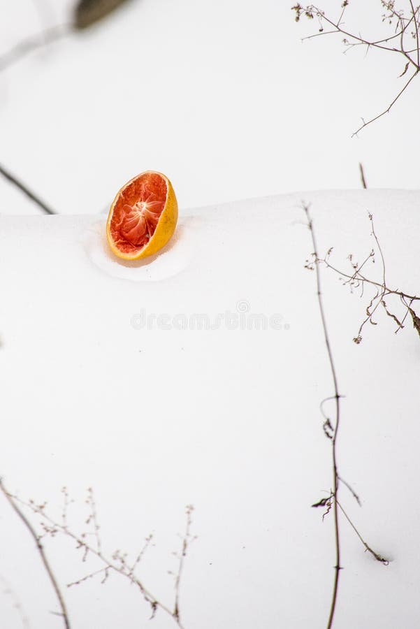 Used Grapefruit in the Snow Stock Image - Image of eaten, gutted: 163960793