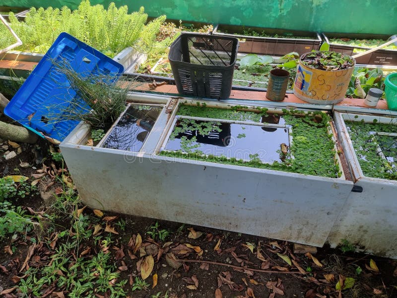 Used Refrigerator Box Containing Ornamental Fish Stock Photo - Image of ...