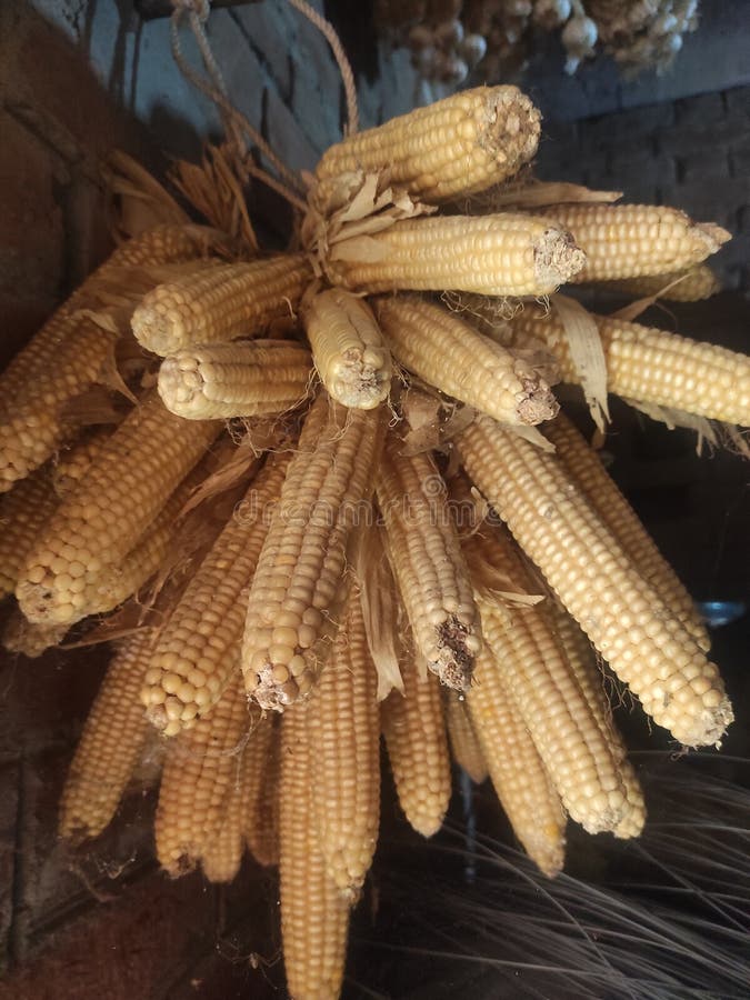 Maize stock image. Image of animal, insect, maize, chew - 330891023