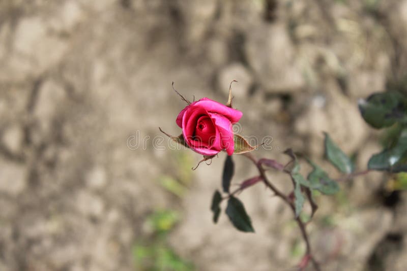 143 Token Appreciation Stock Photos - Free & Royalty-Free Stock Photos ...