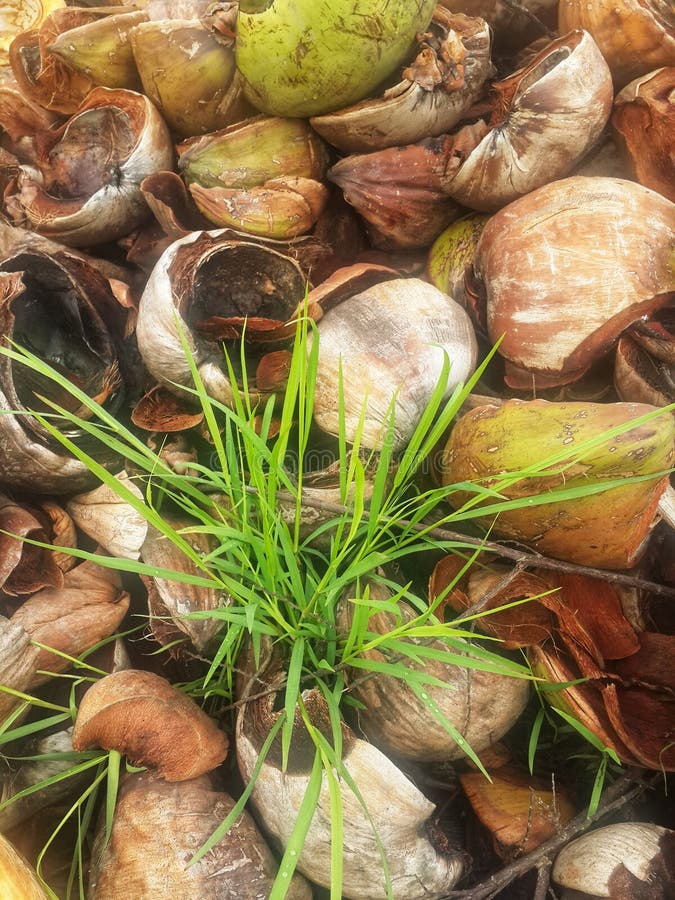 Used Young Coconut Shells Discarded in the Kalimantan Swamplands 5 ...