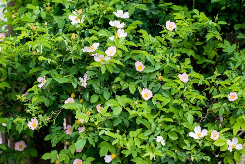 Useful and Beautiful Flowers on the Wild Rose Bush Stock Image - Image ...