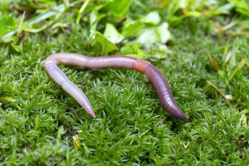 Useful Earthworm in the Nature Stock Image - Image of earthworm, nature ...
