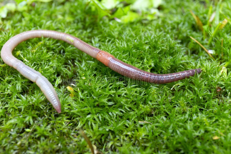 Useful Earthworm in the Nature Stock Photo - Image of underground ...