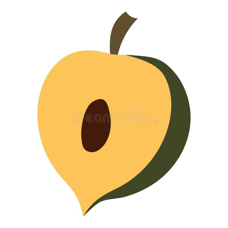 Useful Fruit Lucuma, Lucuma Cut Half, Showing the Seed Inside Stock ...