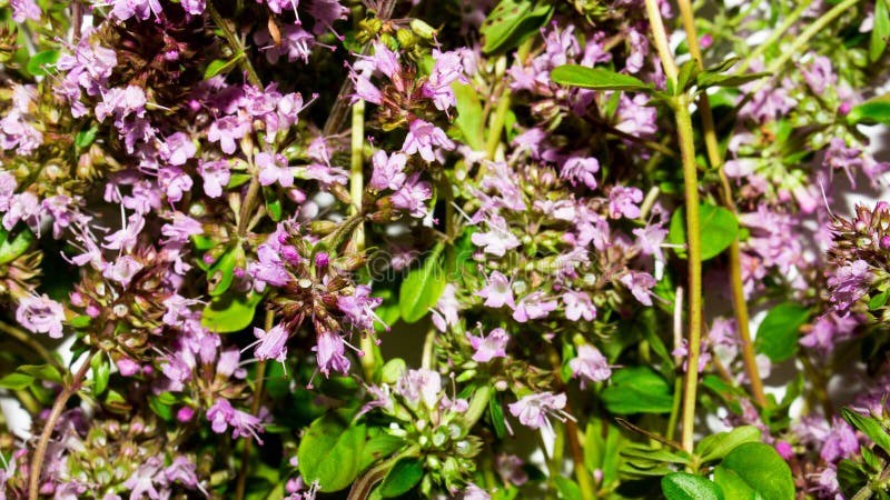Useful Herb Oregano.Background of Oregano Stock Image - Image of meadow ...