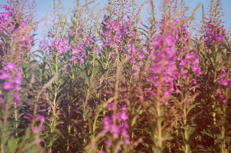 Useful plant stock image. Image of field, blossom, flowers - 173368319