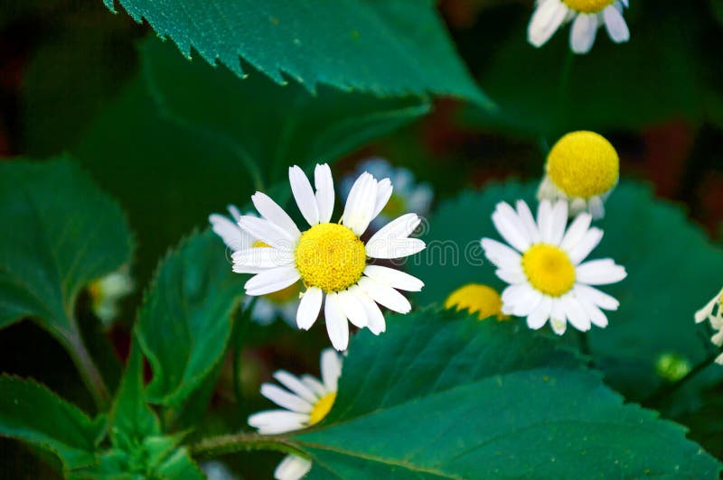 Useful Plants Growing in Gardens and Vegetable Gardens Stock Photo ...