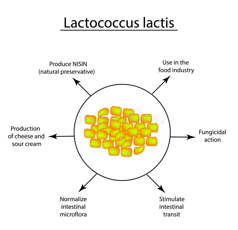 Useful Properties of Lactobacillus. Probiotic. Lactococcus Lactis ...