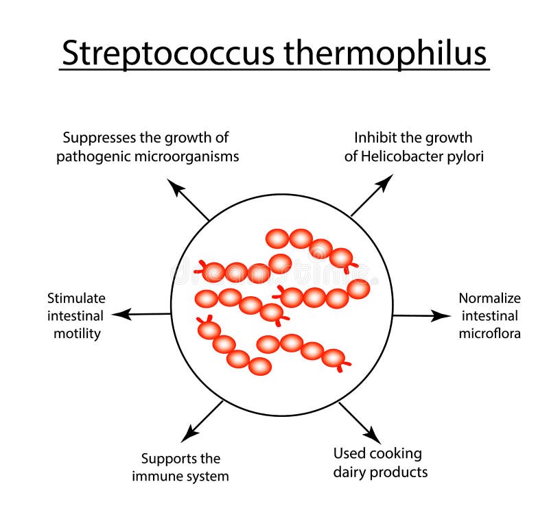 Useful Properties Streptococcus Thermophilus. Good Intestinal ...