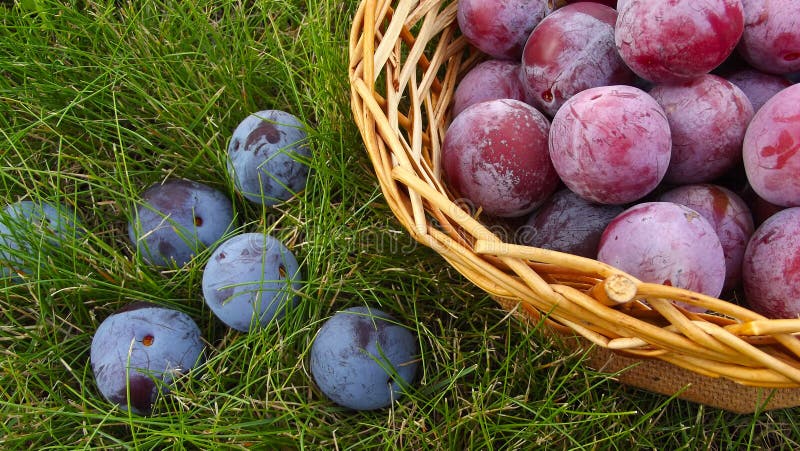 Useful ripe plum. stock image. Image of harvest, nature - 123910799