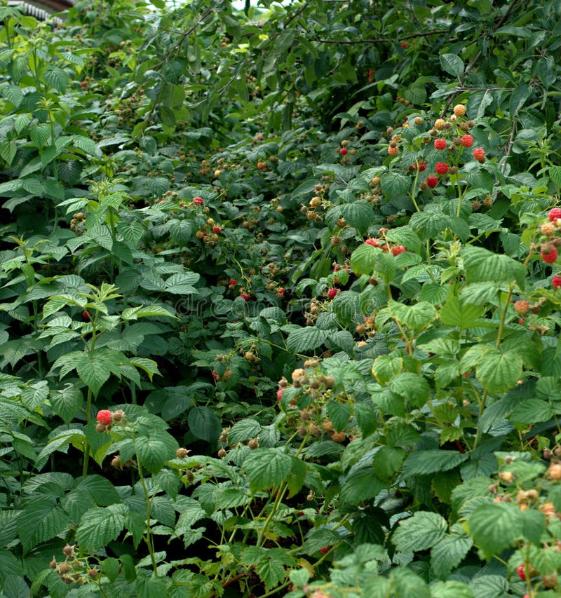 A Raspberry Grows on a Rocky Mountain. Stock Photo - Image of grows ...