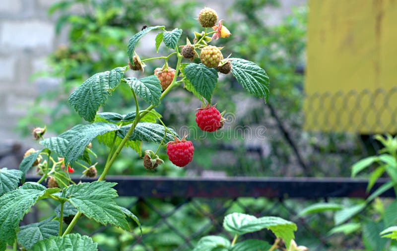 A Raspberry Grows on a Rocky Mountain. Stock Photo - Image of grows ...