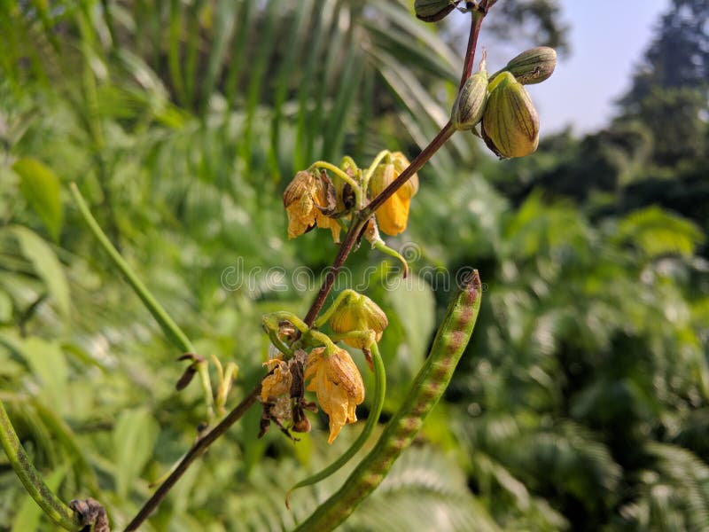 Useless plants stock image. Image of trees, useless - 128470673