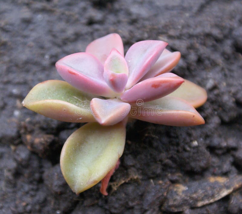 Usine charnue de Crassula photo stock. Image du décoratif - 117853422