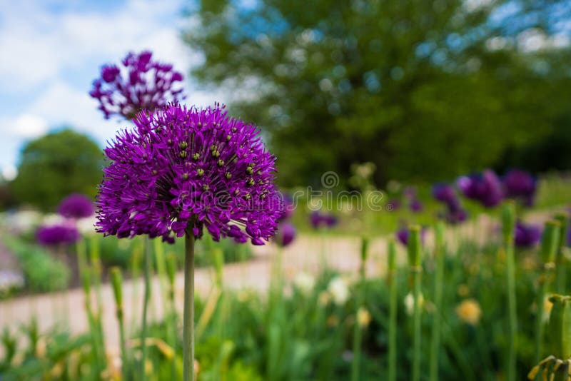 Usine d'allium de pilon photo stock. Image du fleuraison - 100719140
